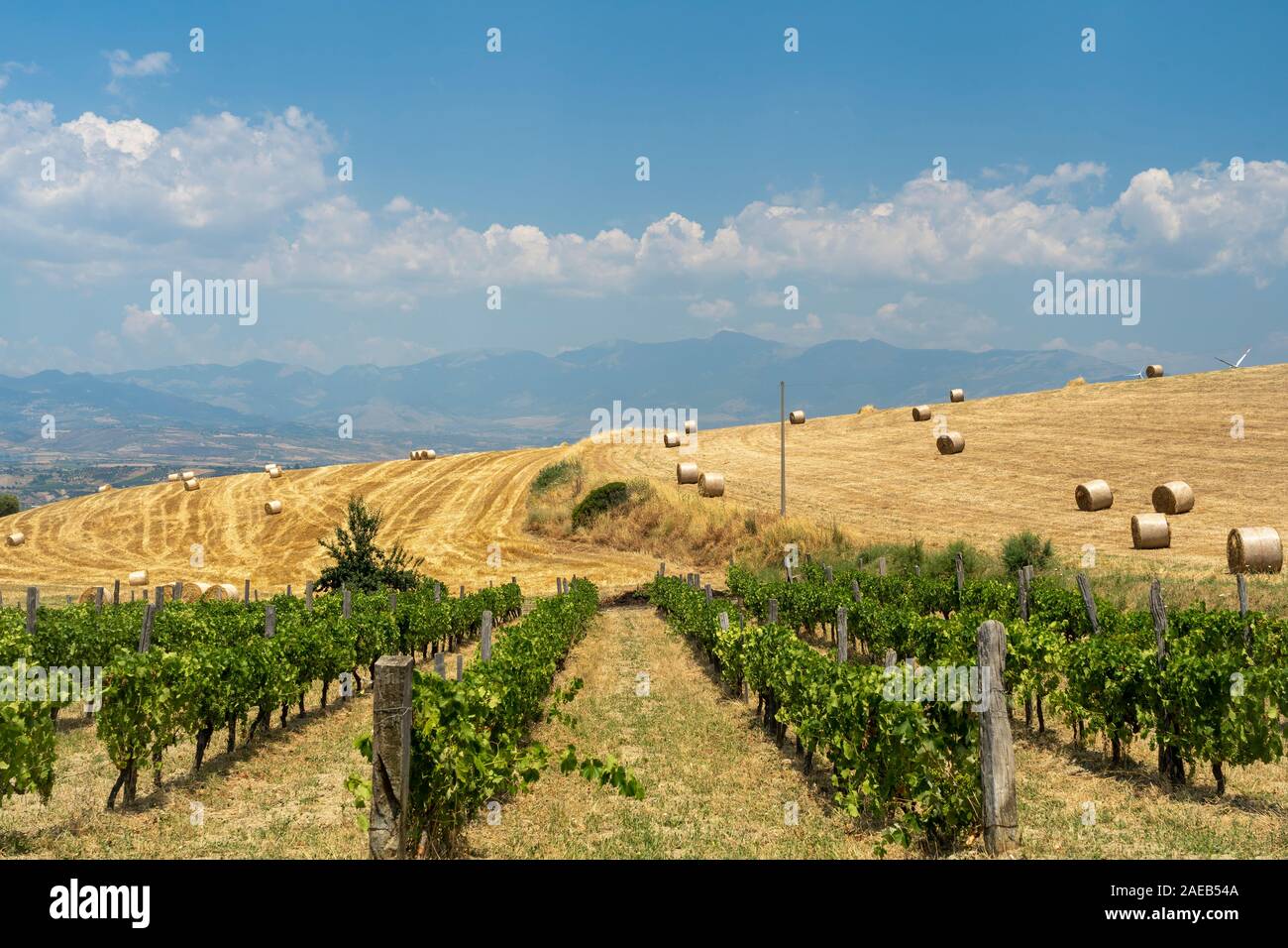 Calabria vineyard hi-res stock photography and images - Alamy