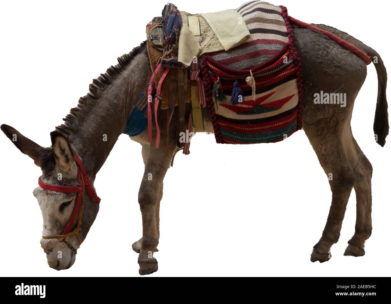 Mule Donkey body, isolated on white background Stock Photo - Alamy