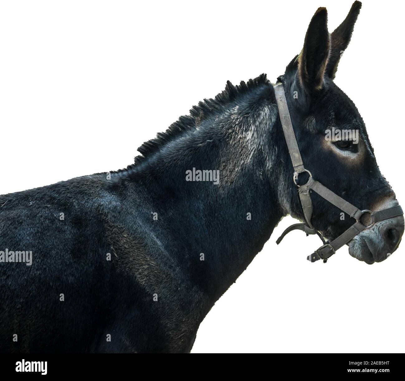Mule Donkey head, isolated on white background Stock Photo - Alamy