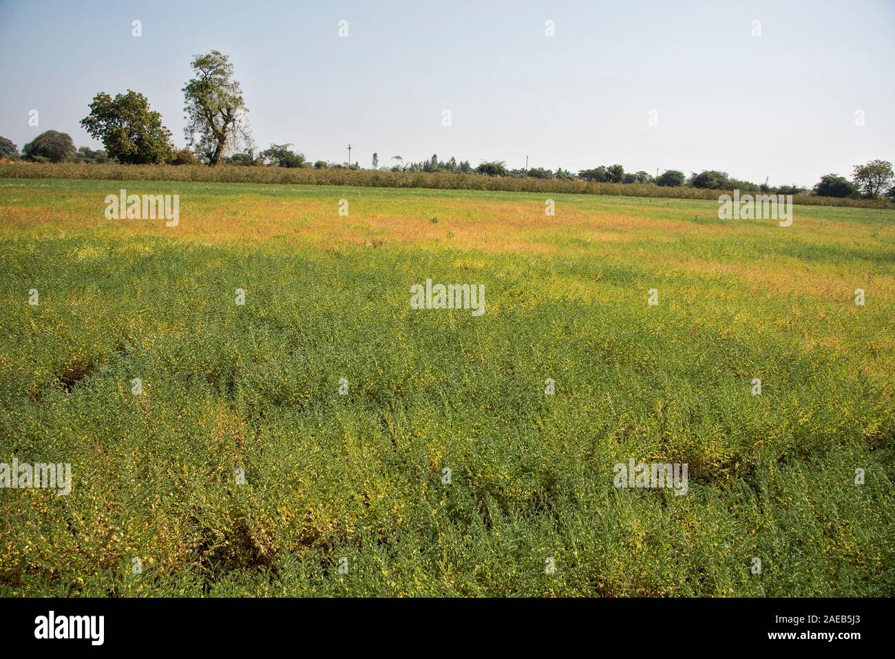 Chickpeas farm field, Chickpeas pod with green young plants in the farm ...