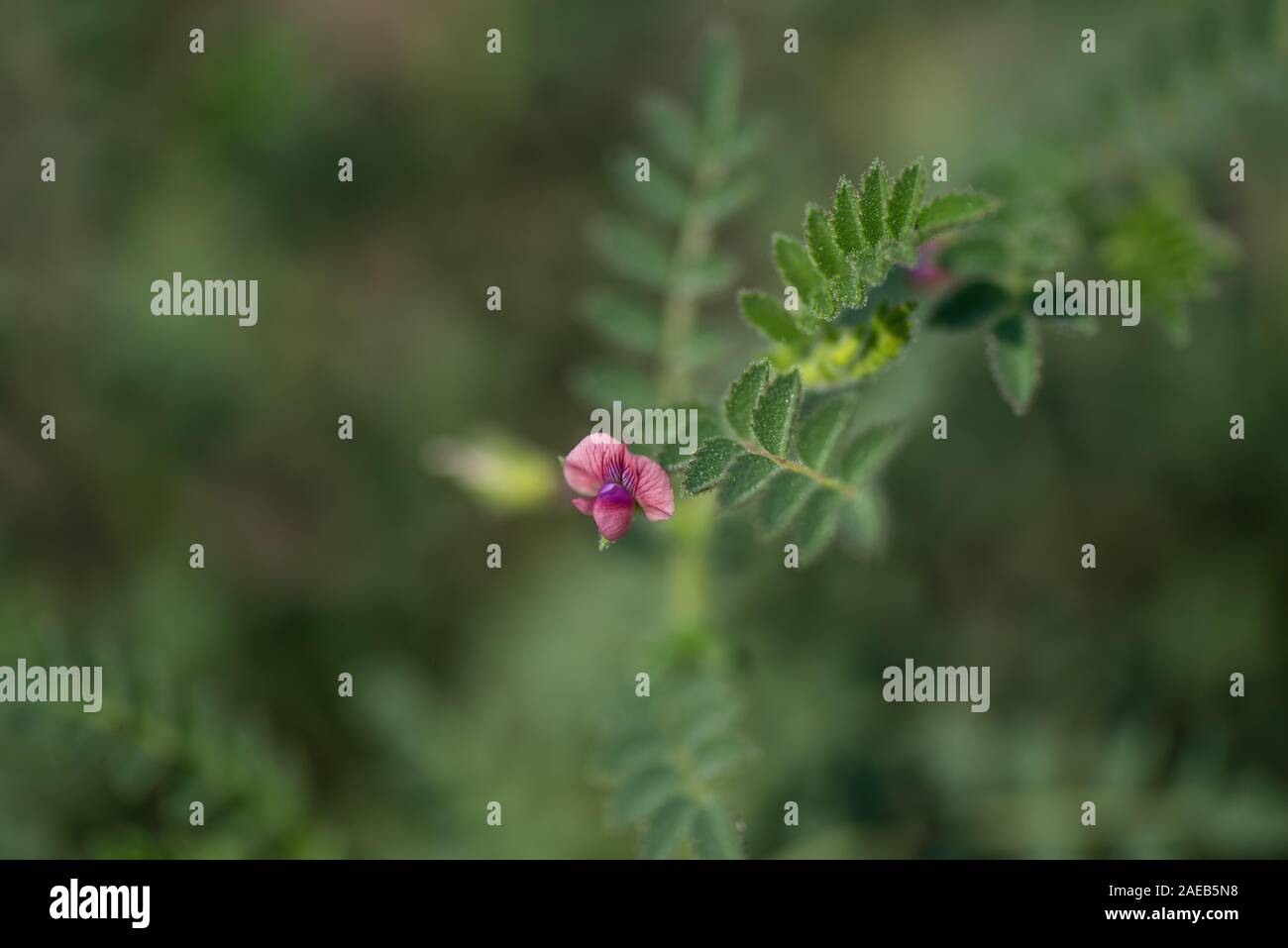 Chickpeas flowers with green young plants in the farm field Stock Photo ...