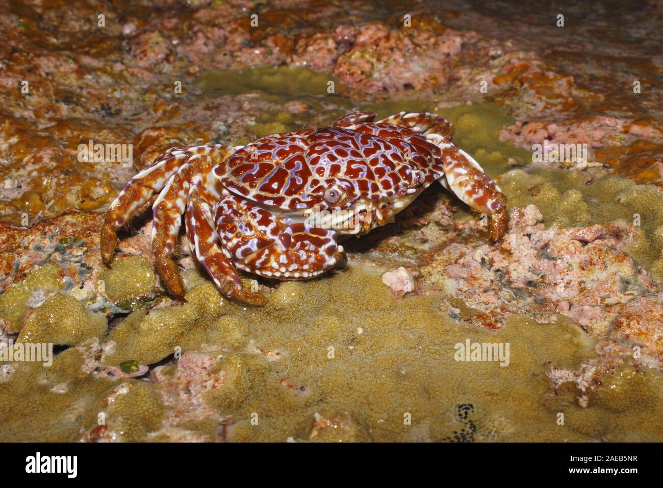 Colorful crab hi-res stock photography and images - Alamy