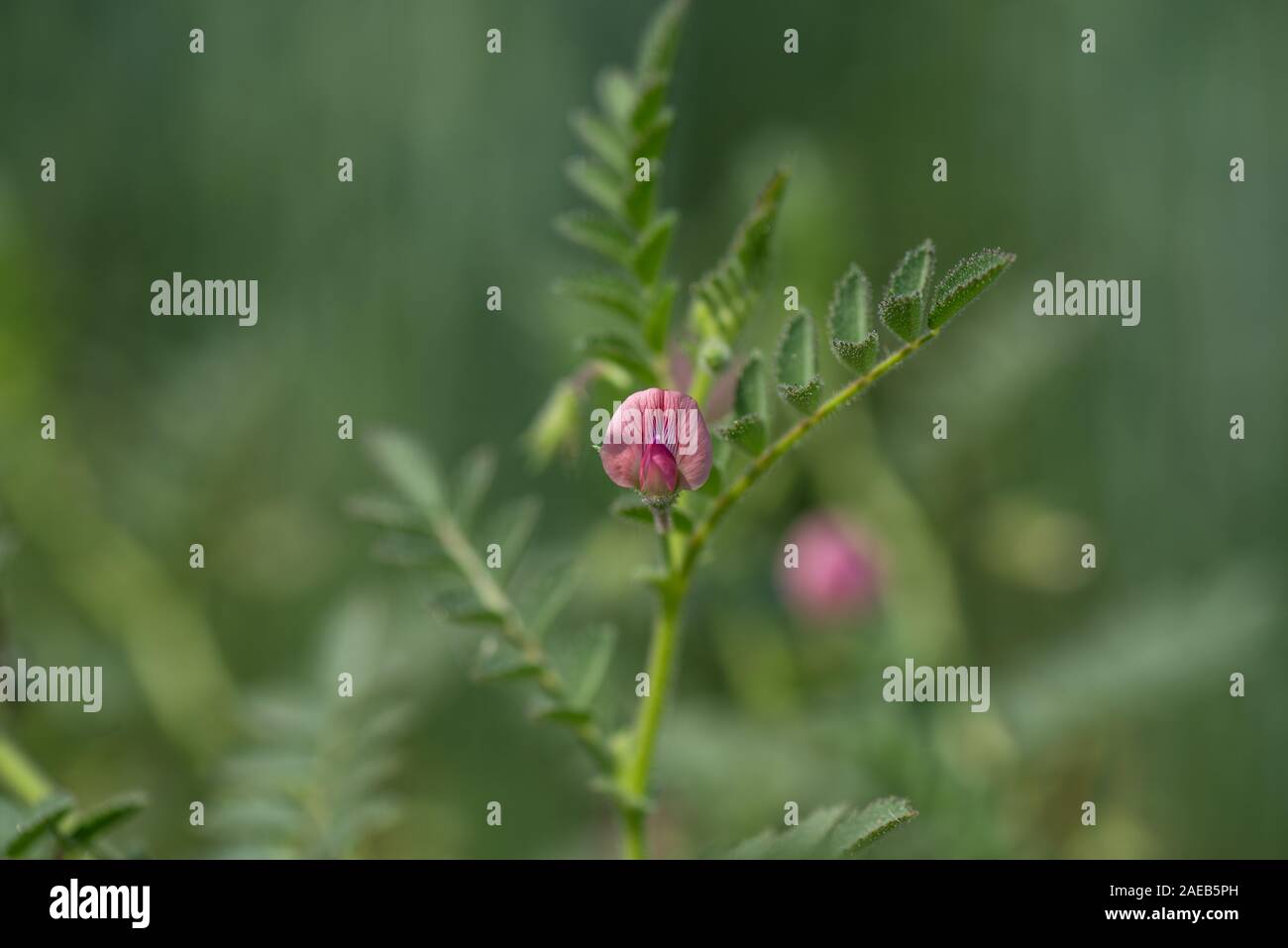 Chickpeas flowers with green young plants in the farm field Stock Photo ...