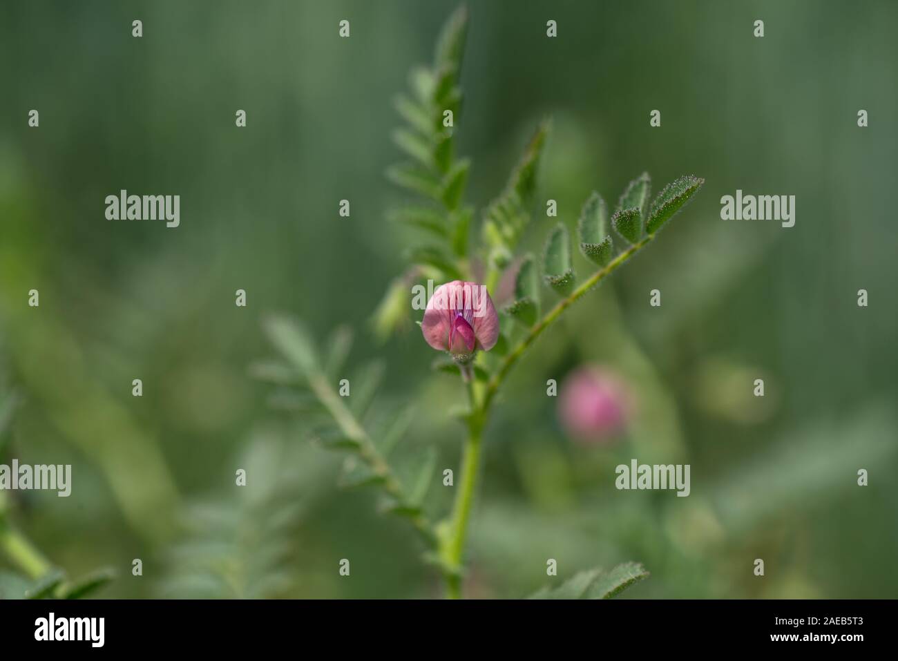 Chickpeas flowers with green young plants in the farm field Stock Photo ...