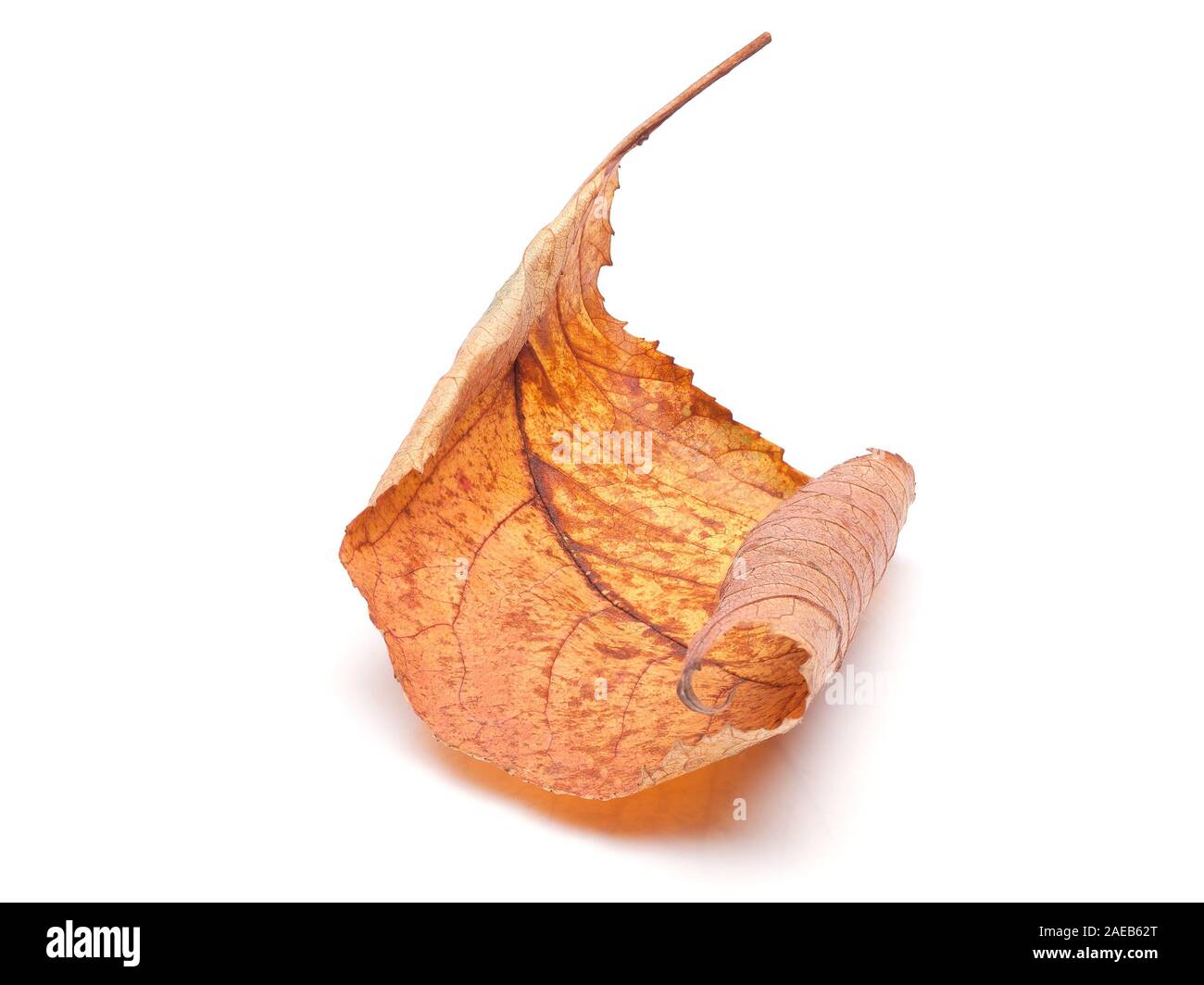 Falling leaf hi-res stock photography and images - Alamy