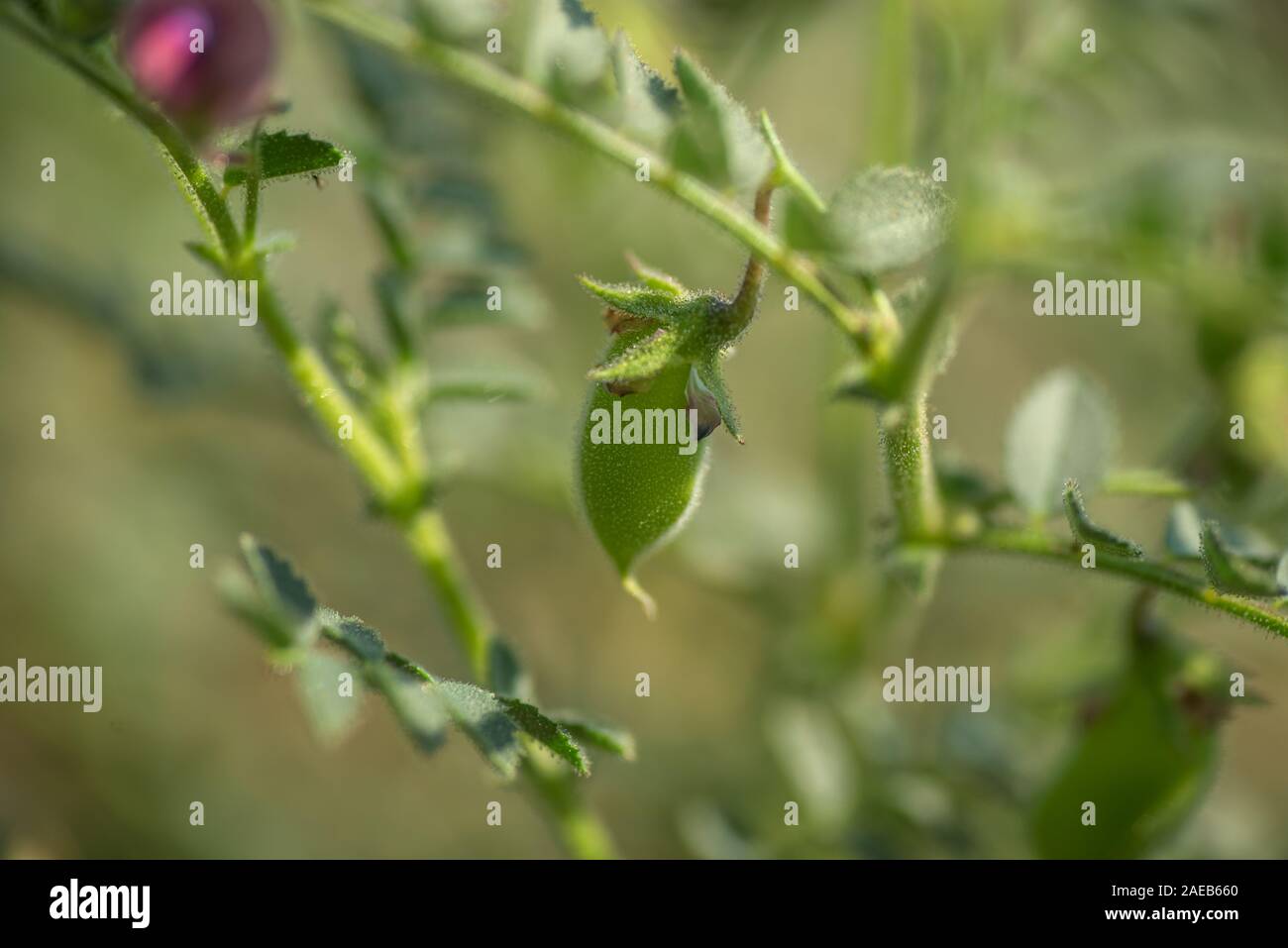 closeup of Chickpeas pod with green young plants in the farm field ...
