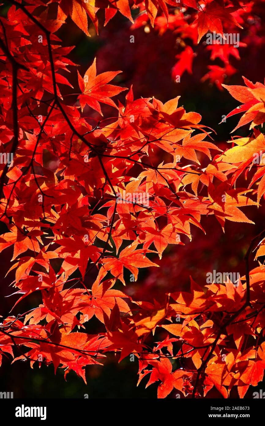 Fully red of Japanese maple leaves in November with warm sun light ...