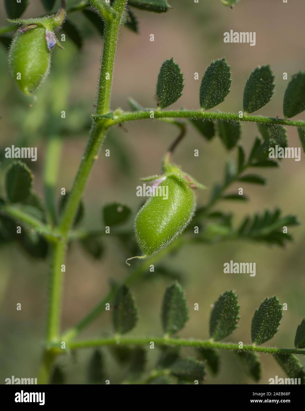 closeup of Chickpeas pod with green young plants in the farm field ...