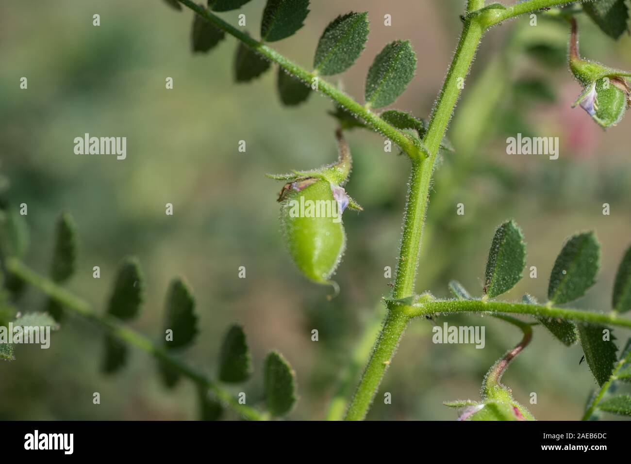 closeup of Chickpeas pod with green young plants in the farm field ...