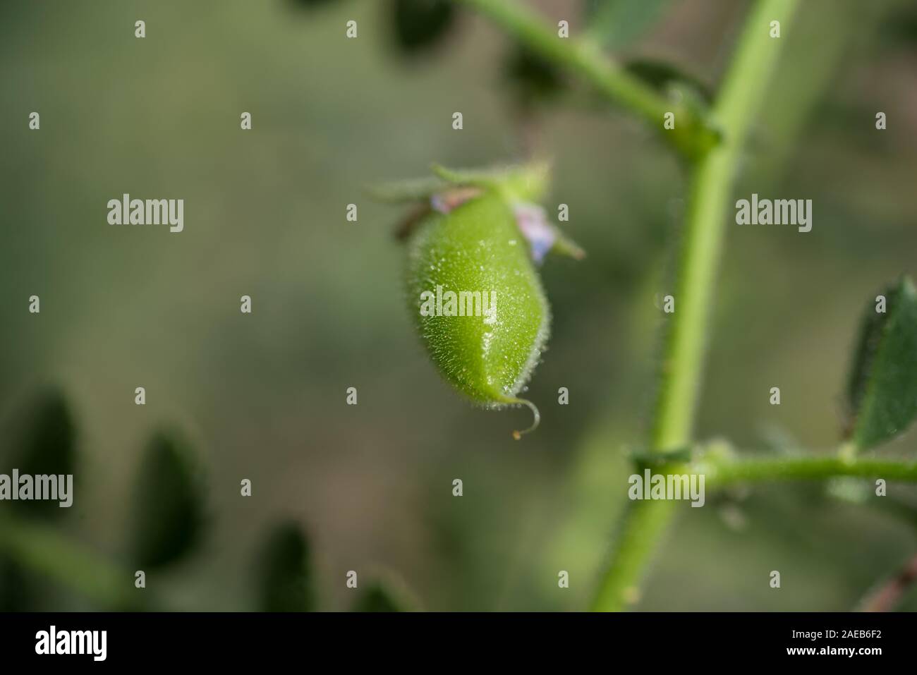 closeup of Chickpeas pod with green young plants in the farm field ...