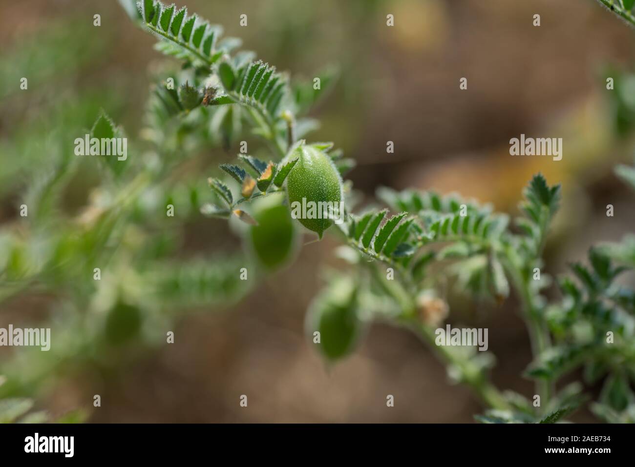 closeup of Chickpeas pod with green young plants in the farm field ...