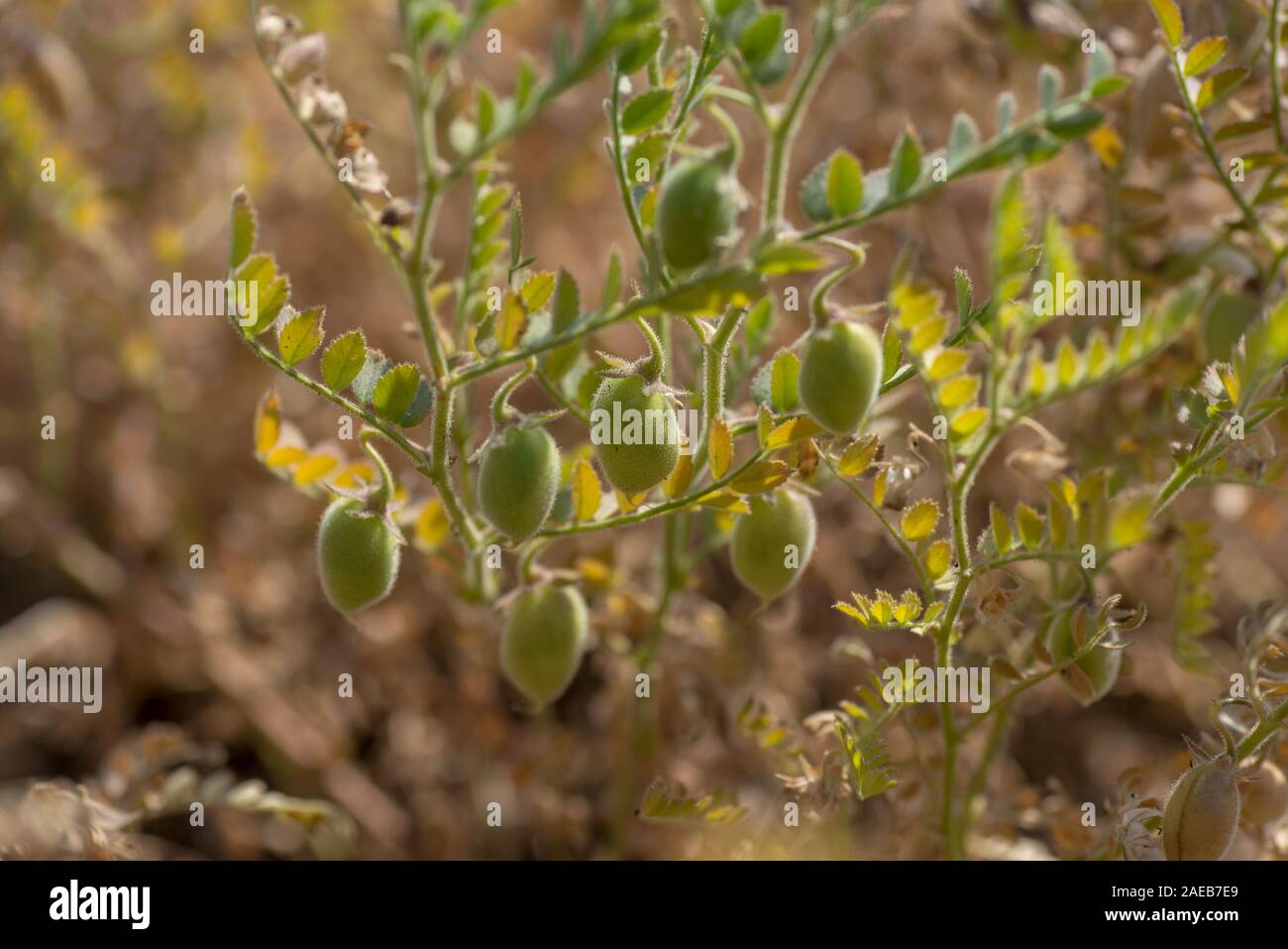 closeup of Chickpeas pod with green young plants in the farm field ...