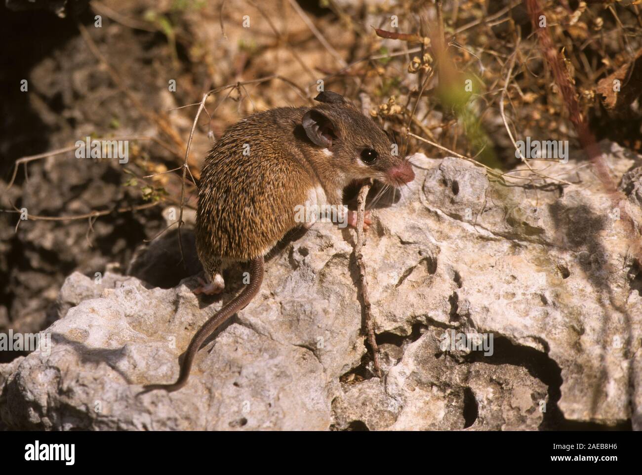 Cairo Spiny Mouse (Acomys cahirinus) Photographed in the Carmel ...