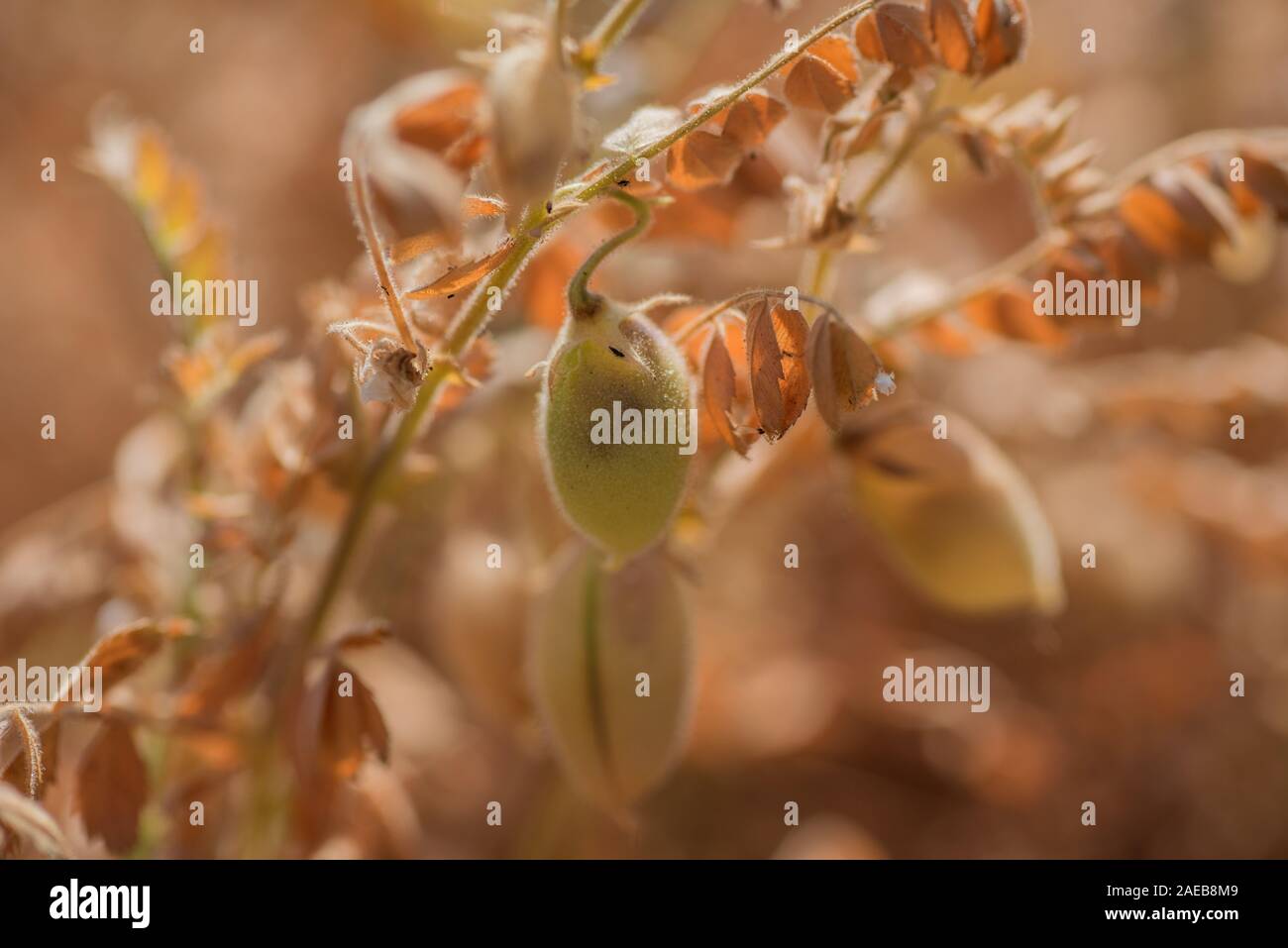 closeup of Chickpeas pod with green young plants in the farm field ...