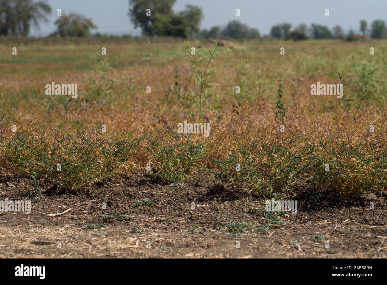 Chickpeas farm field, Chickpeas pod with green young plants in the farm ...