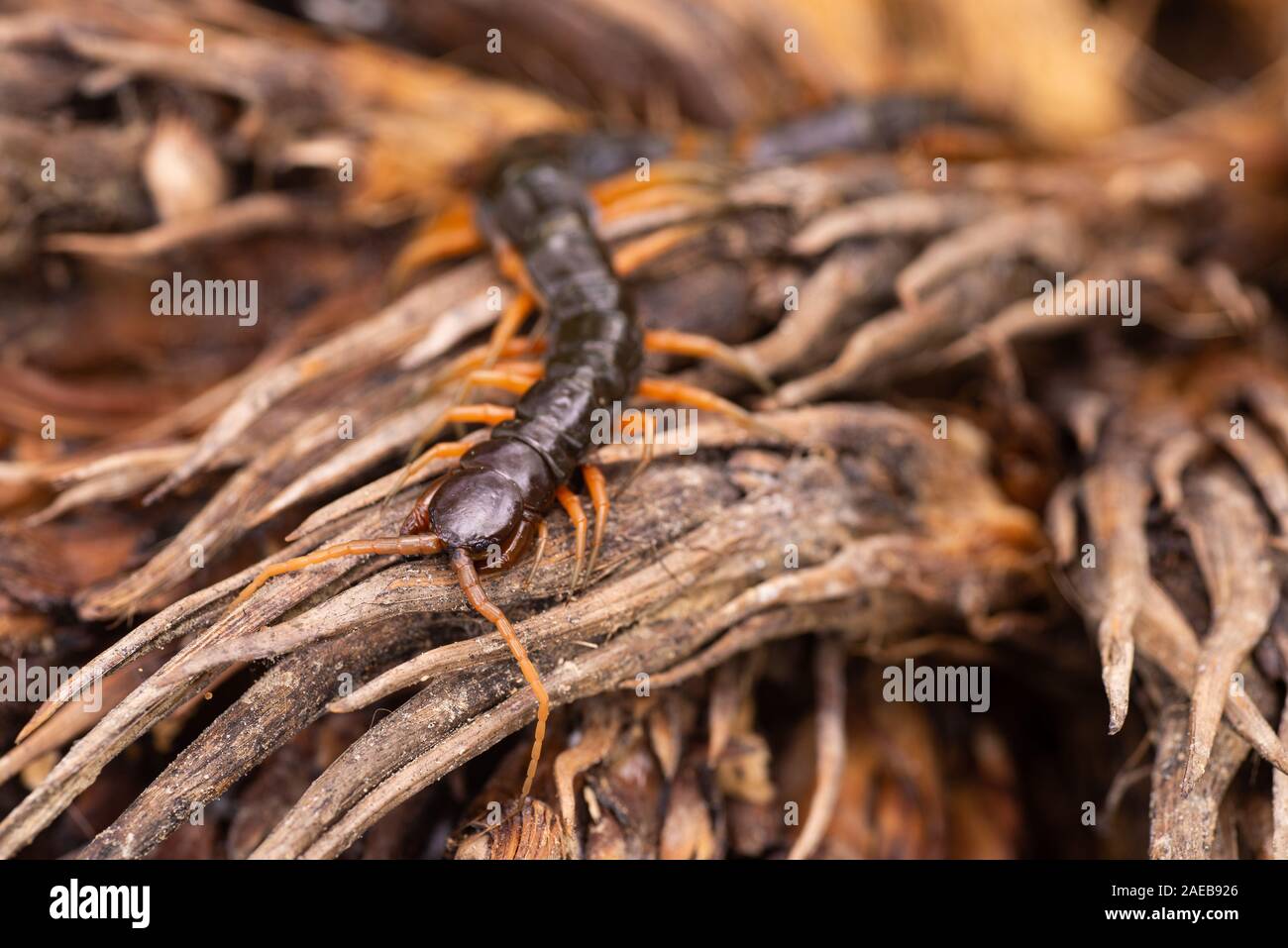 North Borneo centipede rainforest rain forest wildlife chilopoda giftig ...