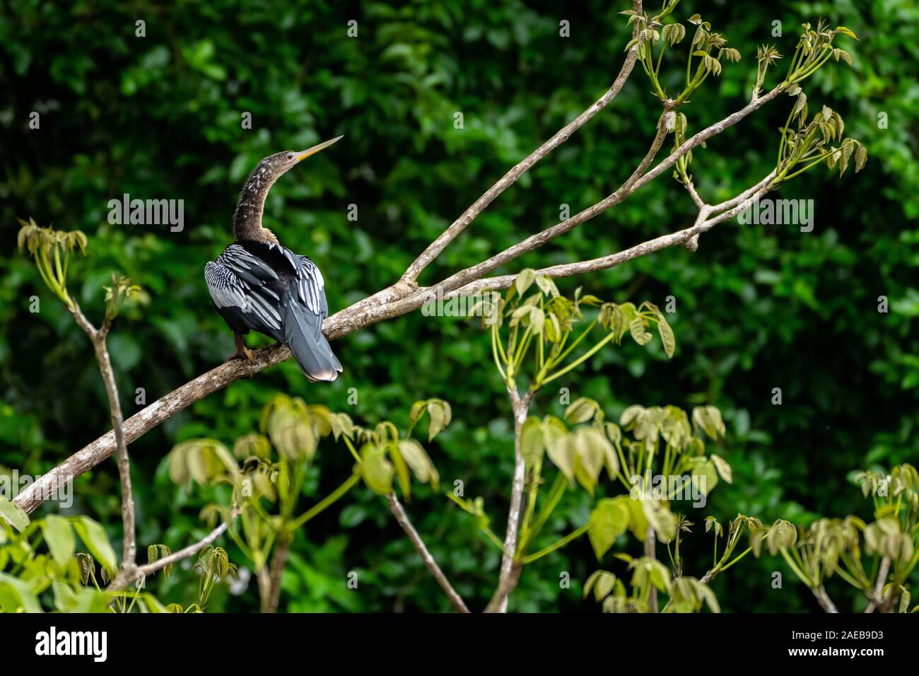 Protected species of bird hi-res stock photography and images - Alamy