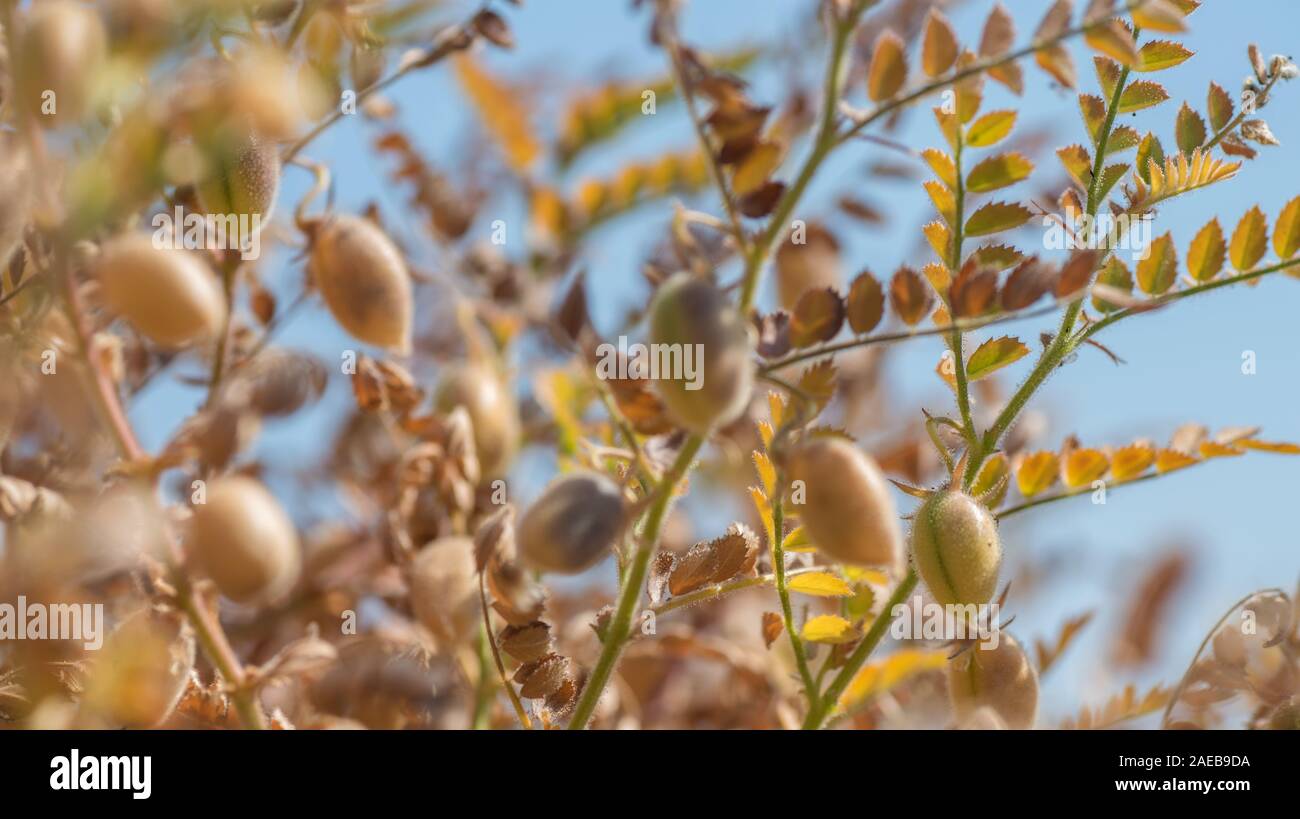 closeup of Chickpeas pod with green young plants in the farm field ...
