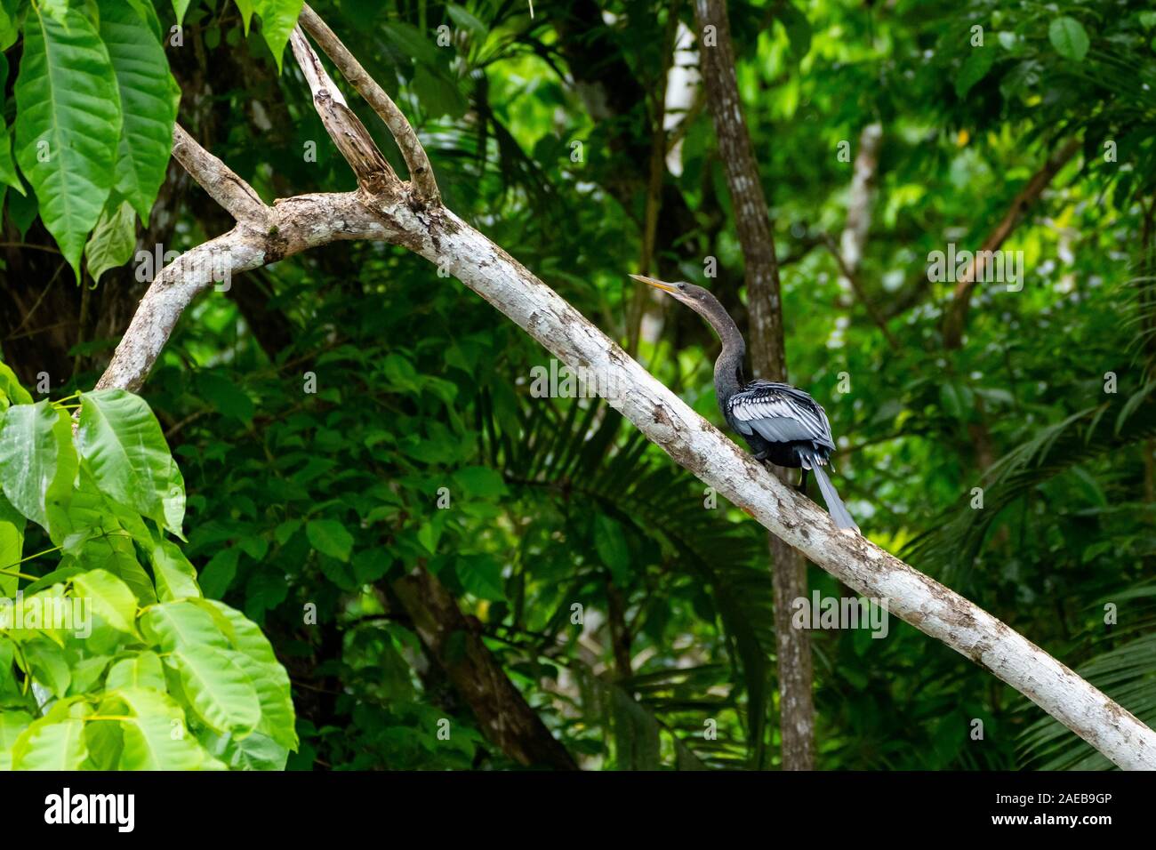 Central america bird species hi-res stock photography and images - Alamy