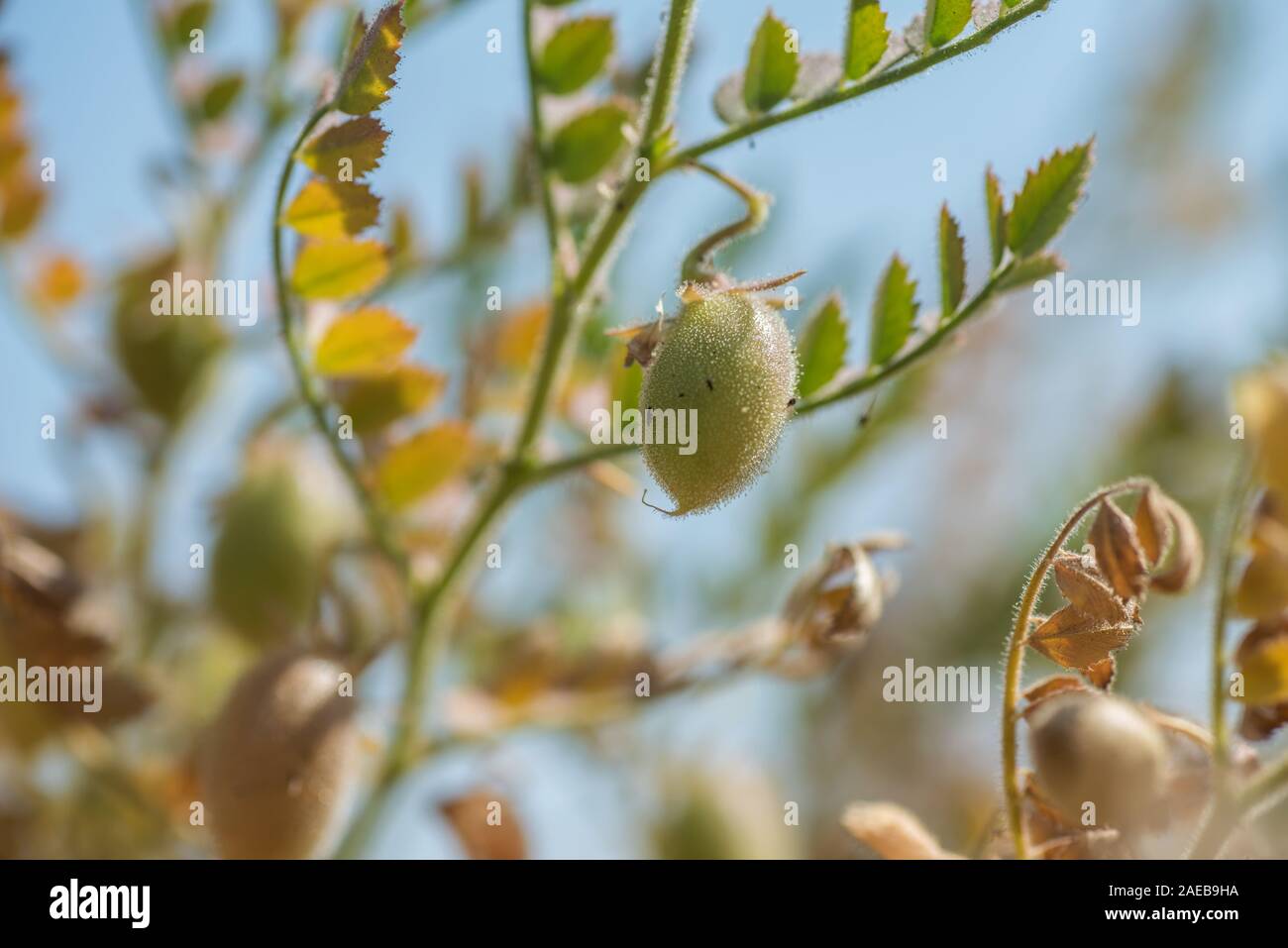 closeup of Chickpeas pod with green young plants in the farm field ...