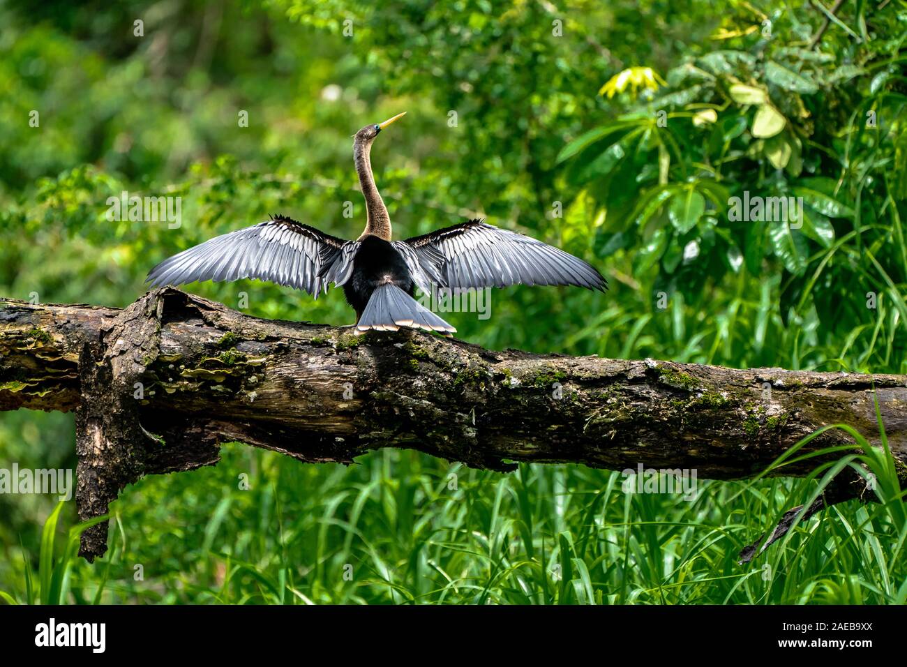 Anhinga (Anhinga anhinga) drying its feathers. This bird is around 85 ...