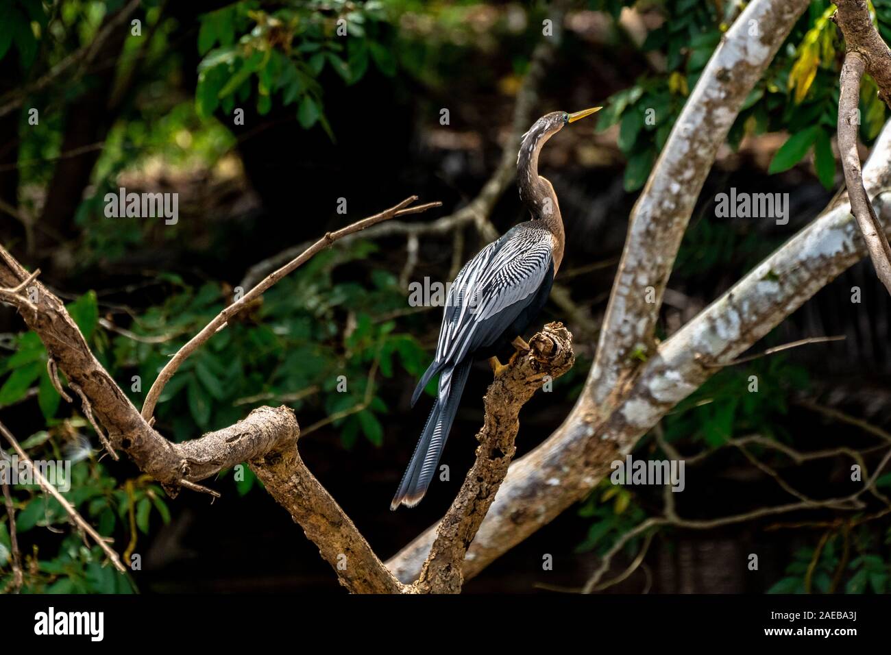 Anhinga (Anhinga anhinga) drying its feathers. This bird is around 85 ...