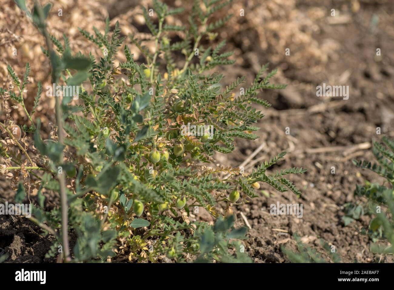 closeup of Chickpeas pod with green young plants in the farm field ...