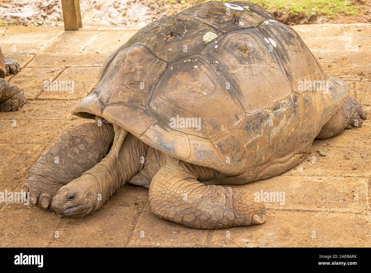 Tortoise at Seven Coloured Earth, Mauritius Stock Photo - Alamy