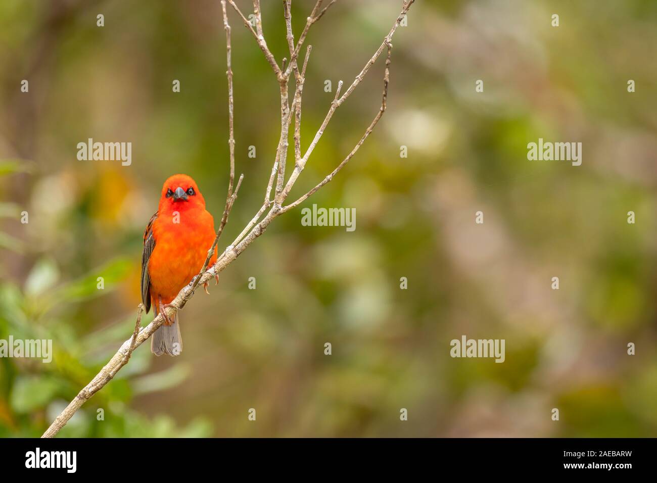 Bright Red Fody (Foudia madagascariensis) on a tree branch on natural ...