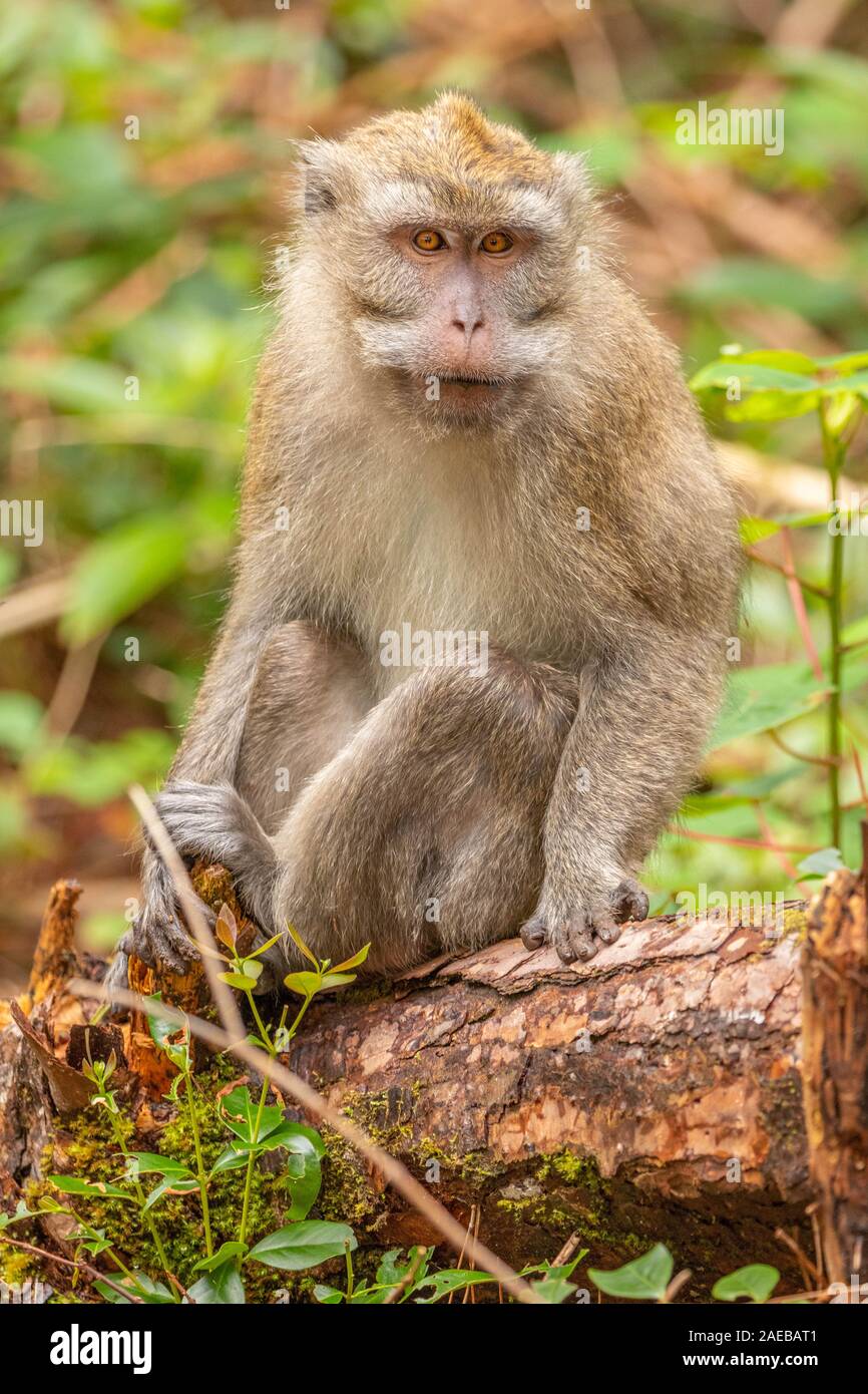 Macaque Monkey Mauritius High Resolution Stock Photography and Images ...