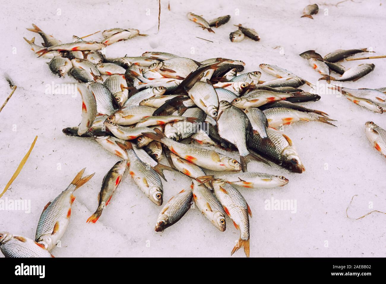 Winter chub fishing hi-res stock photography and images - Alamy