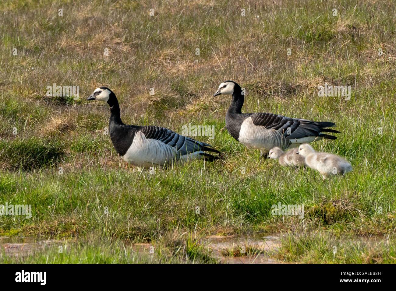 Lays 4 6 eggs hi-res stock photography and images - Alamy