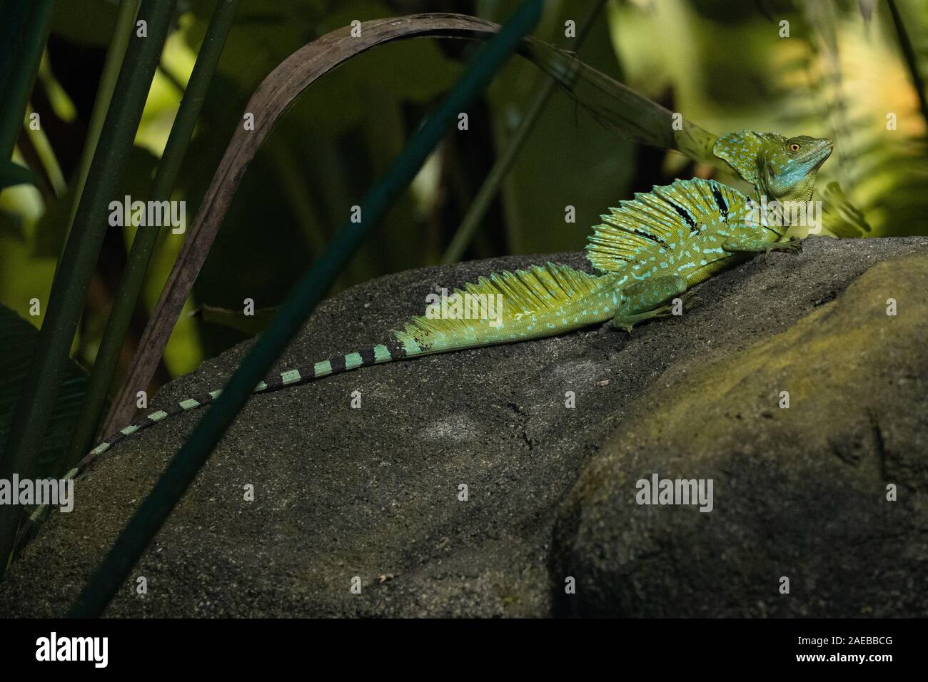 Male Plumed basilisk (Basiliscus plumifrons) camouflaged amongst ...