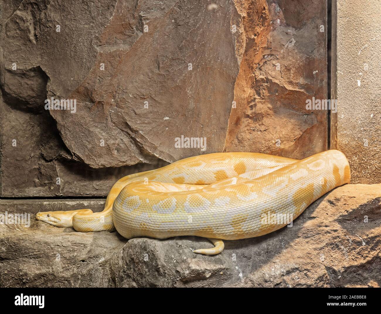 Closeup Golden Thai Python or Python Molurus Aurea Coiled on The Rock ...