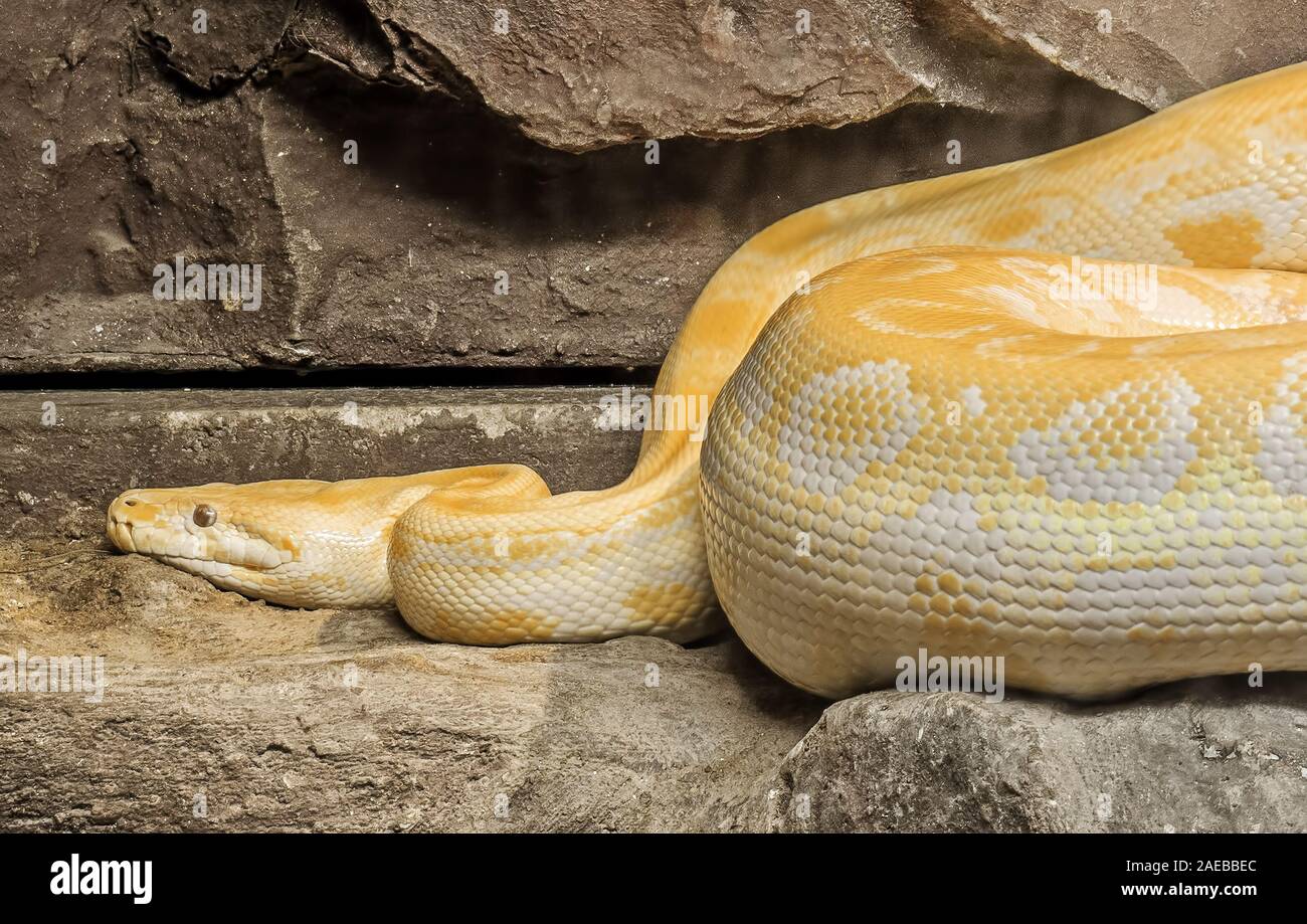 Closeup Golden Thai Python or Python Molurus Aurea Coiled on The Rock ...