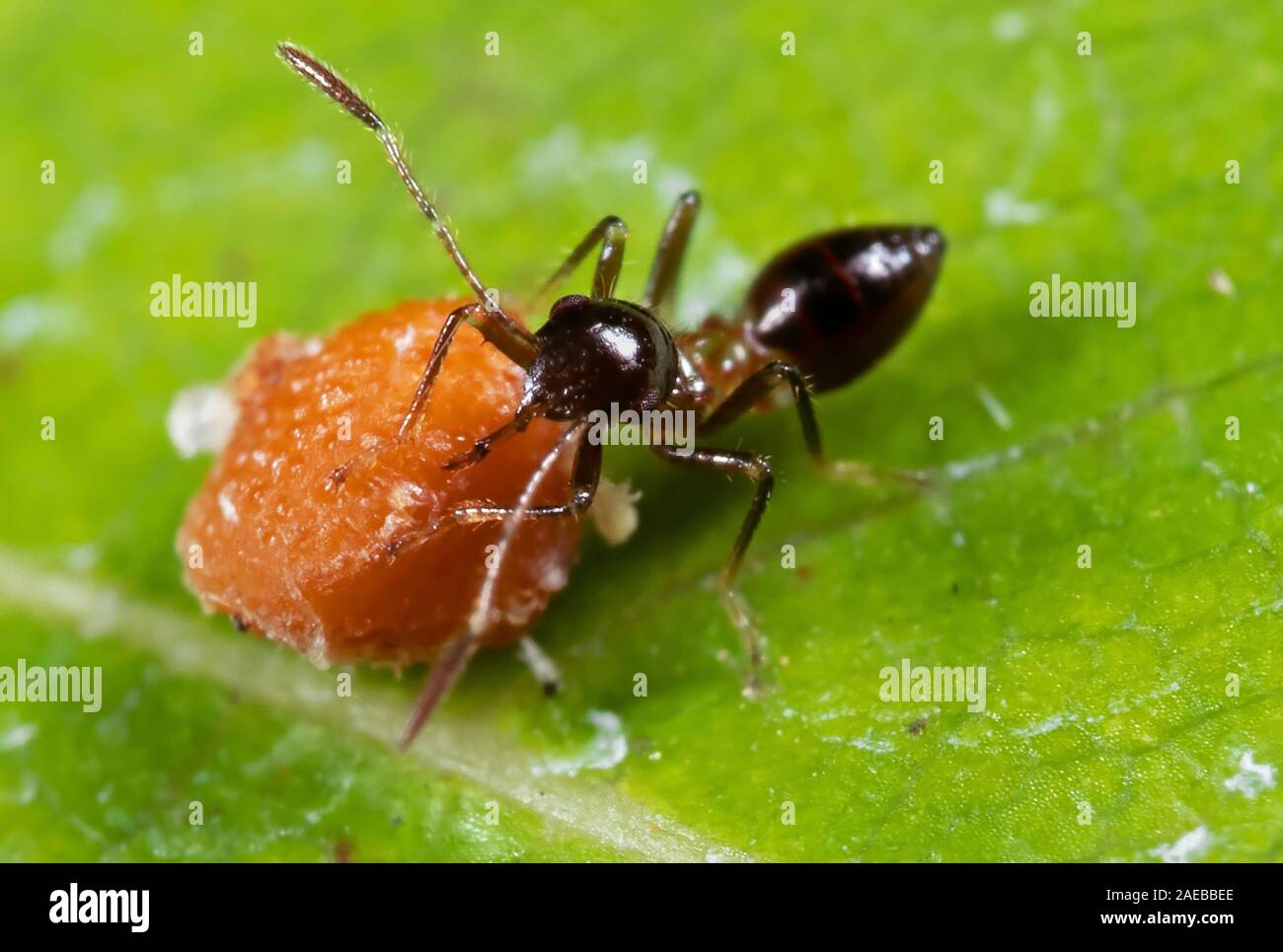 Macro Photography of Assassin Bug is Eating Fruit on Leaf Stock Photo ...