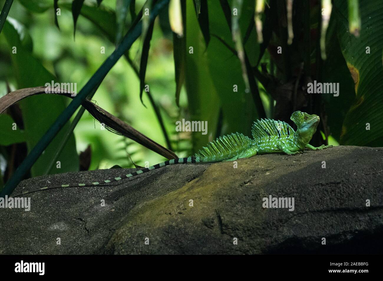 Basilisks hi-res stock photography and images - Alamy