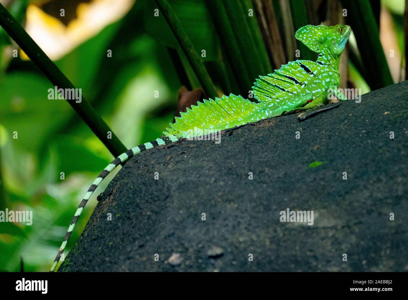 Basilisk lizards hi-res stock photography and images - Alamy