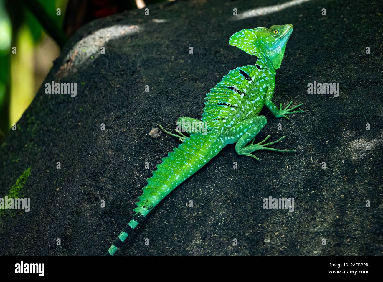 Male Plumed basilisk (Basiliscus plumifrons) camouflaged amongst ...