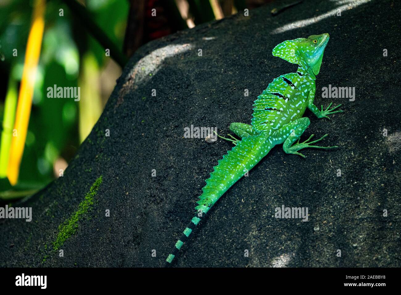 Male Plumed basilisk (Basiliscus plumifrons) camouflaged amongst ...