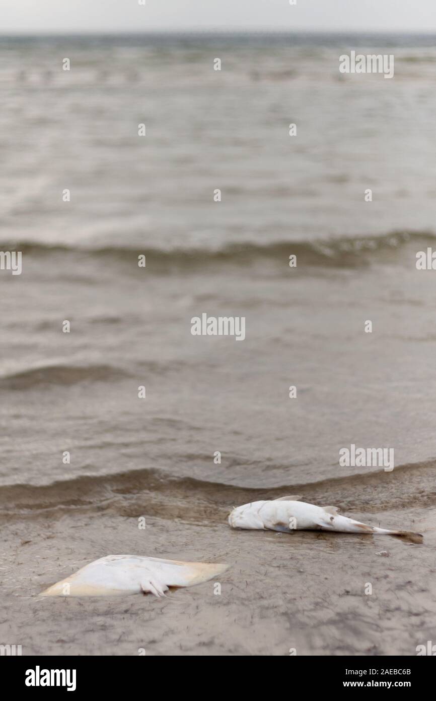 Dead bodies of sea creatures hi-res stock photography and images - Alamy
