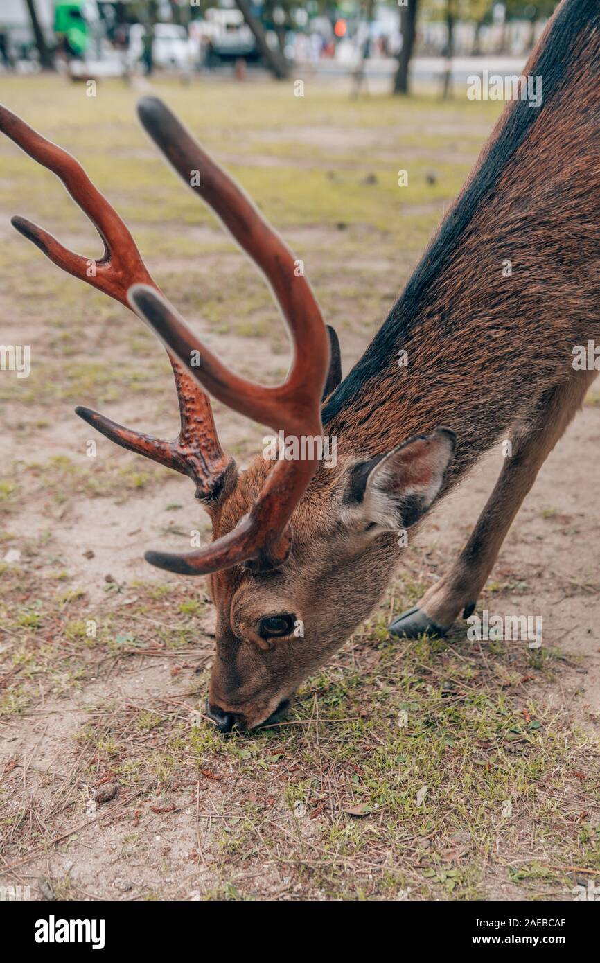 a kyoto deer in nara park Stock Photo - Alamy