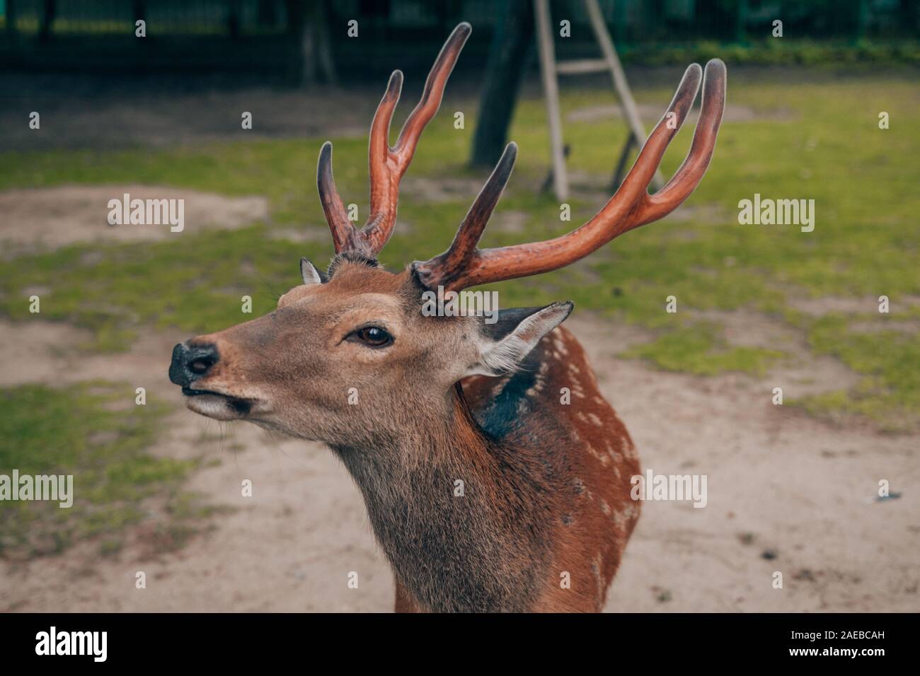 Japanese wildlife hi-res stock photography and images - Alamy