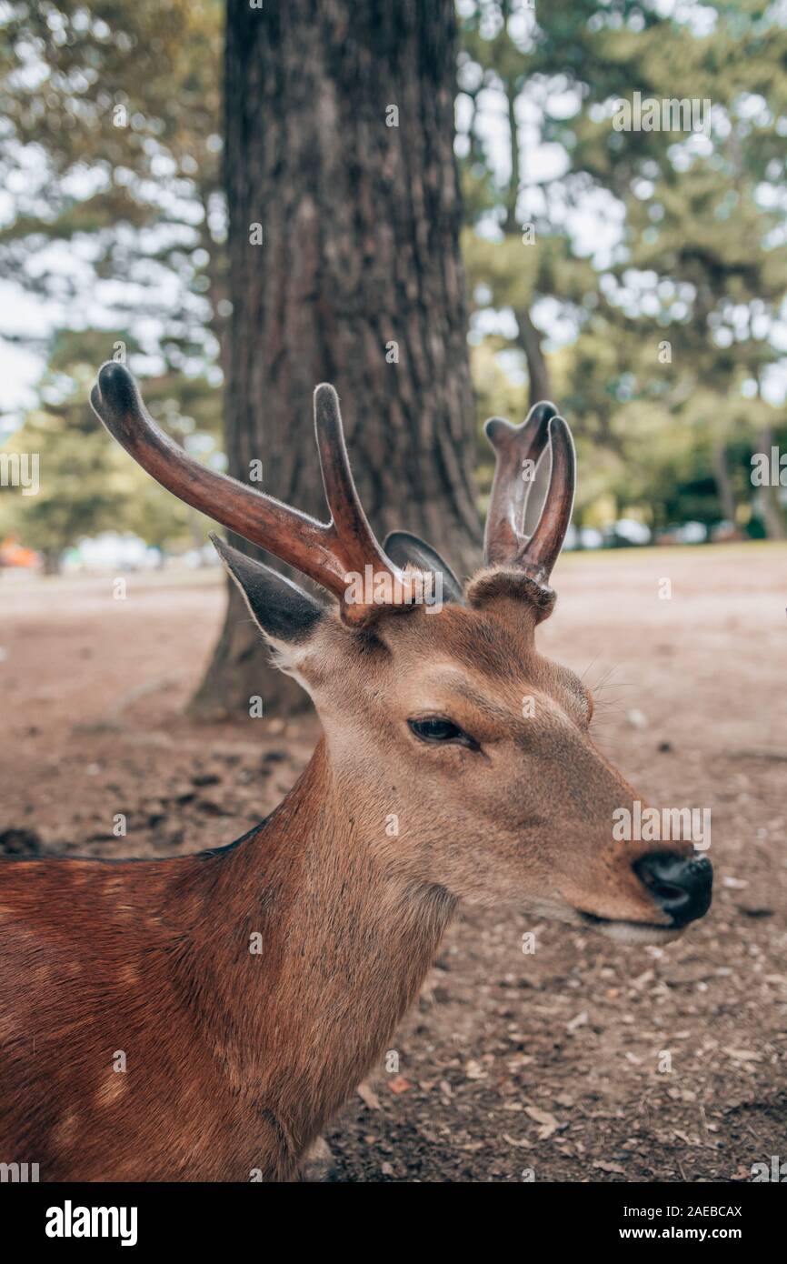 Kyoto garden animal hi-res stock photography and images - Alamy