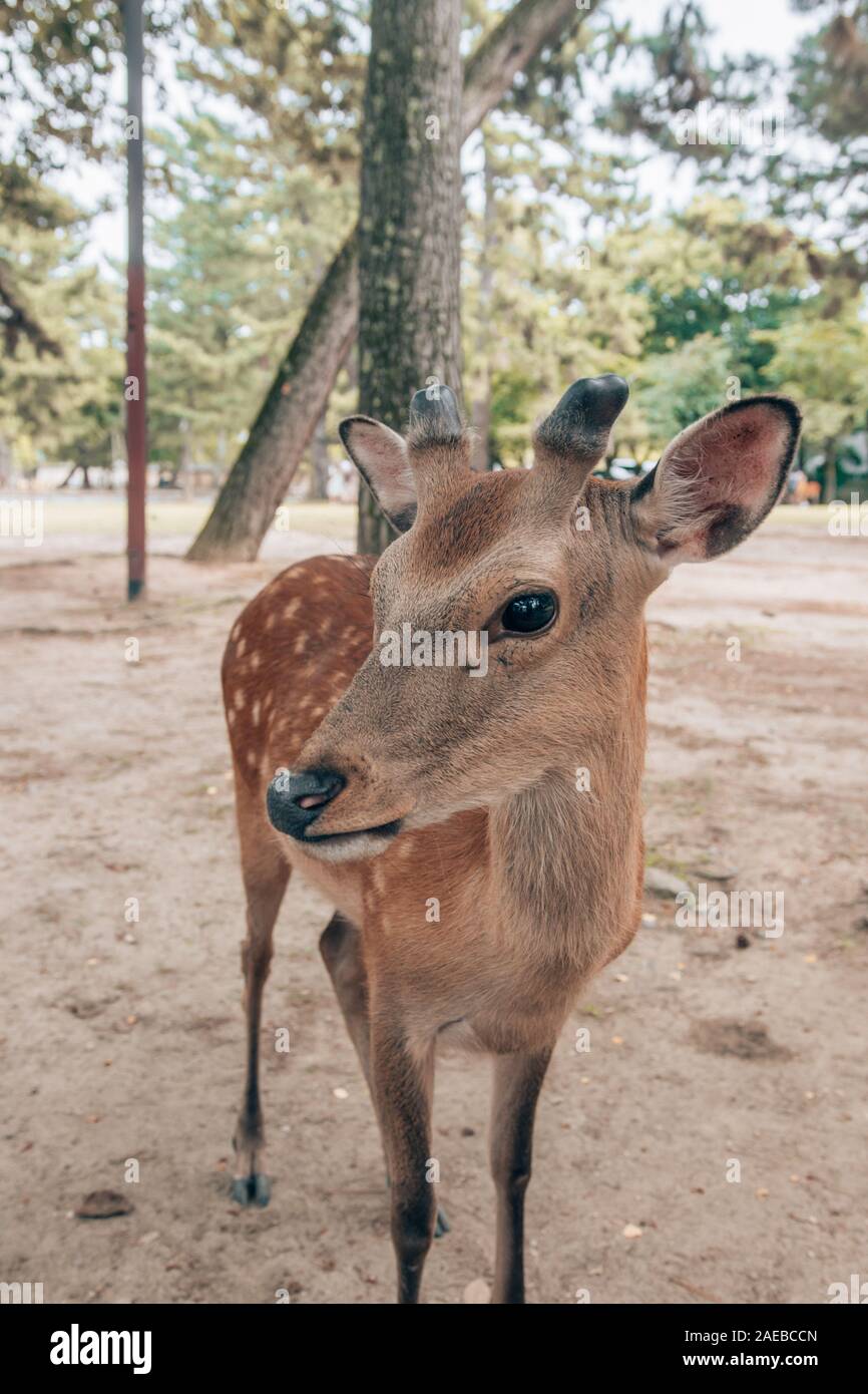 Kyoto garden animal hi-res stock photography and images - Alamy