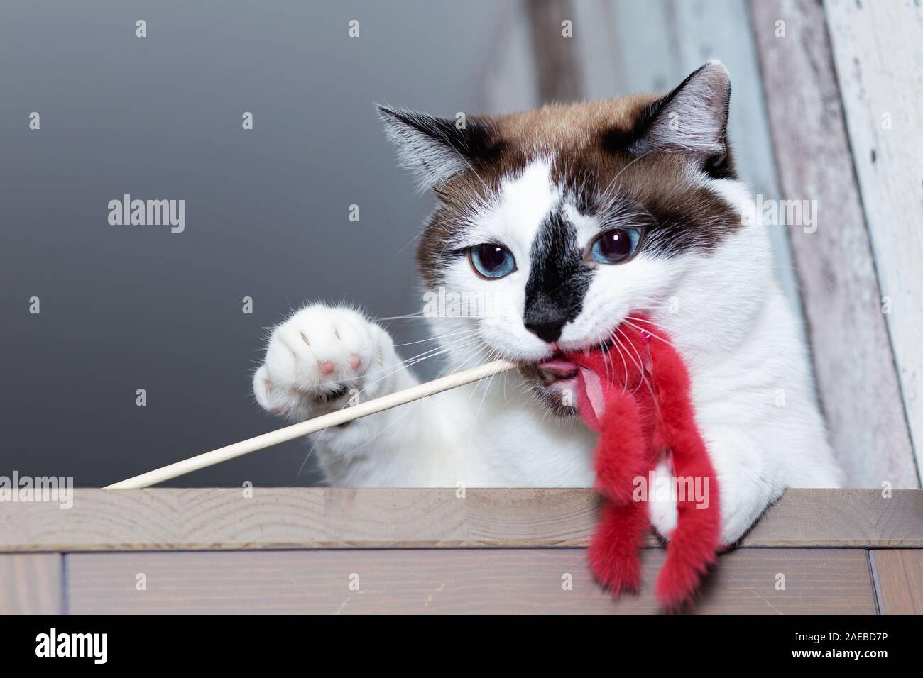 Cat nibbles hi-res stock photography and images - Alamy