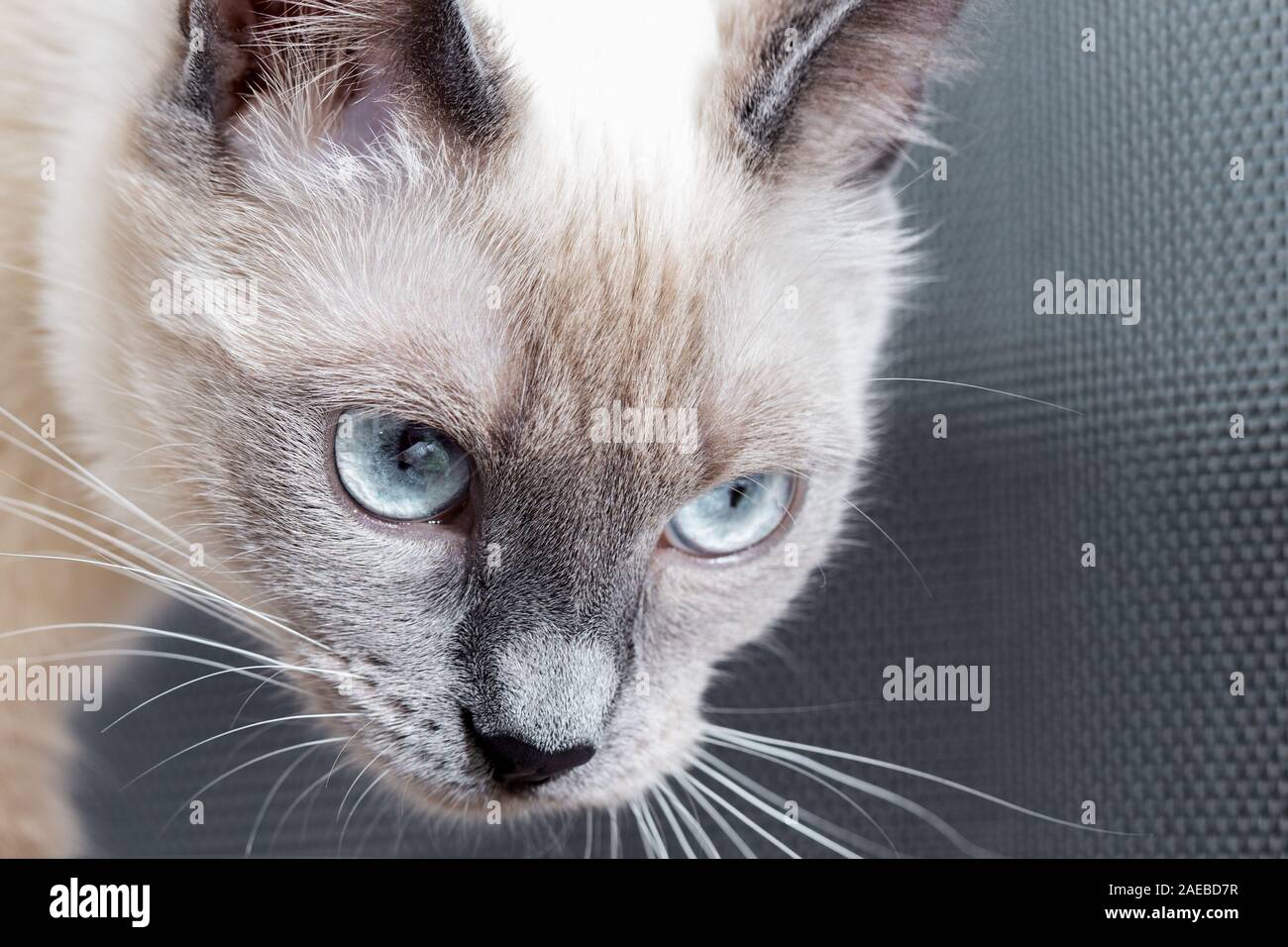 Portrait of Thai cat with bright blue eyes Stock Photo - Alamy
