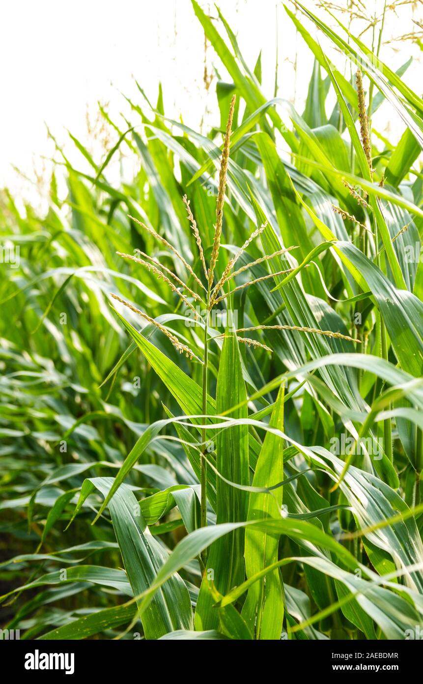 Maize corn green field summer time. Agriculture industrial background ...