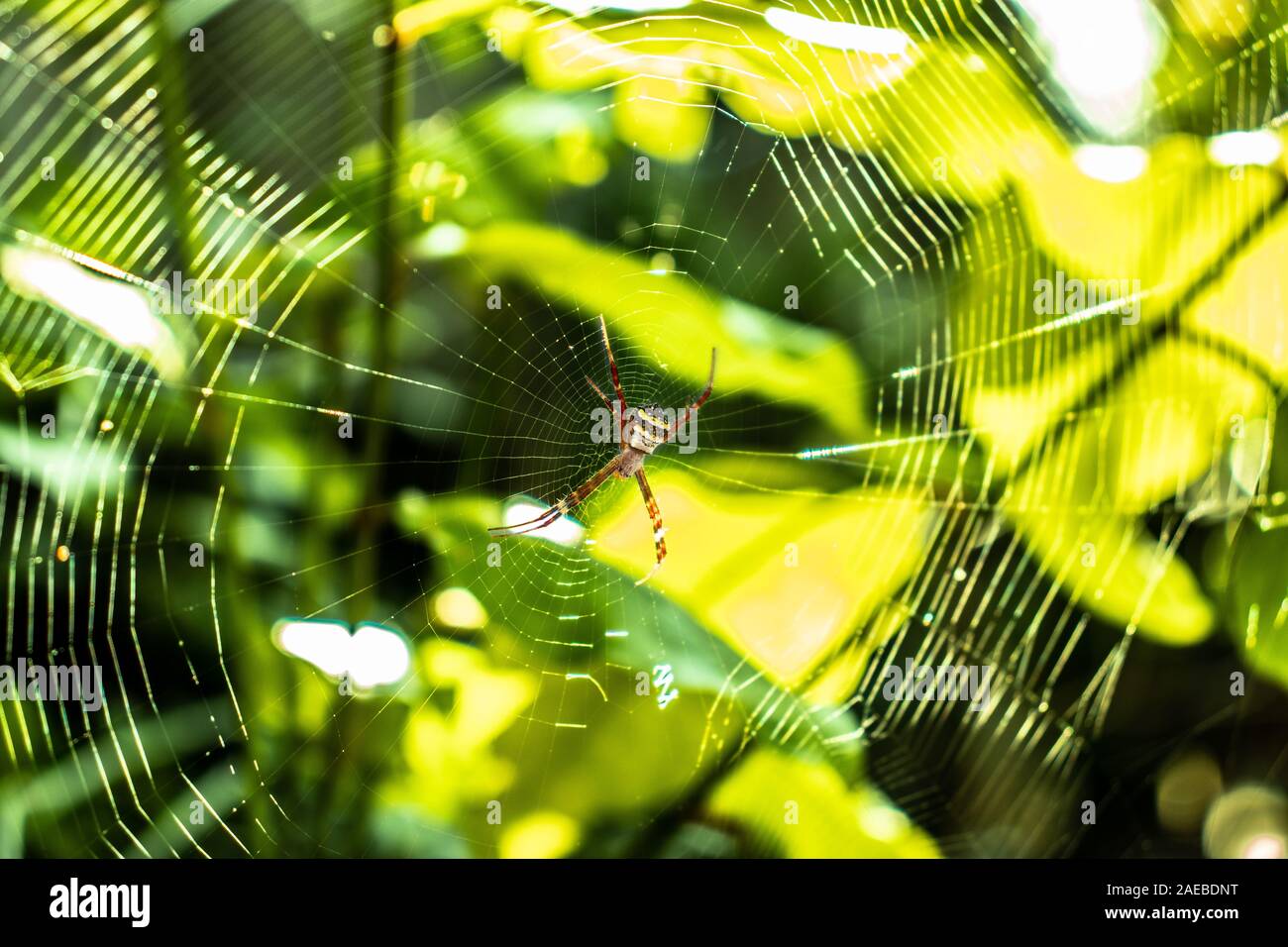 Web construction hi-res stock photography and images - Alamy