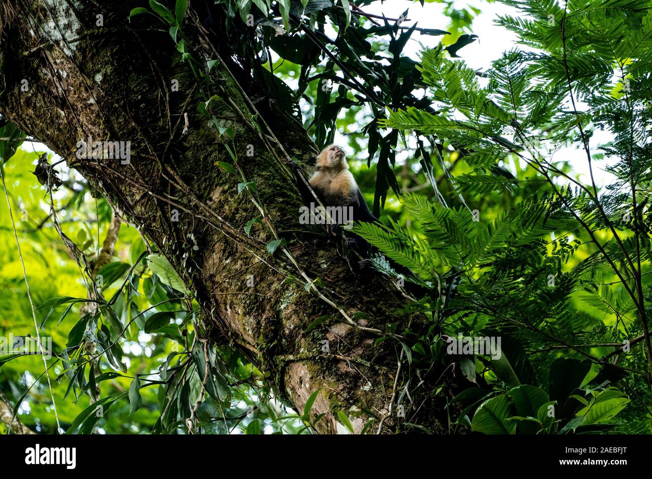 The Colombian white-faced capuchin (Cebus capucinus), also known as the ...